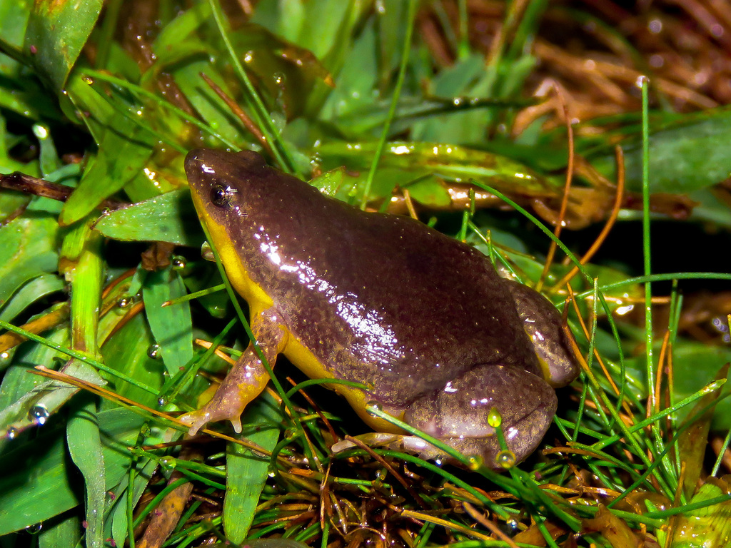 Two-colored oval frog from André da Rocha, RS, 95310-000, Brasil on ...