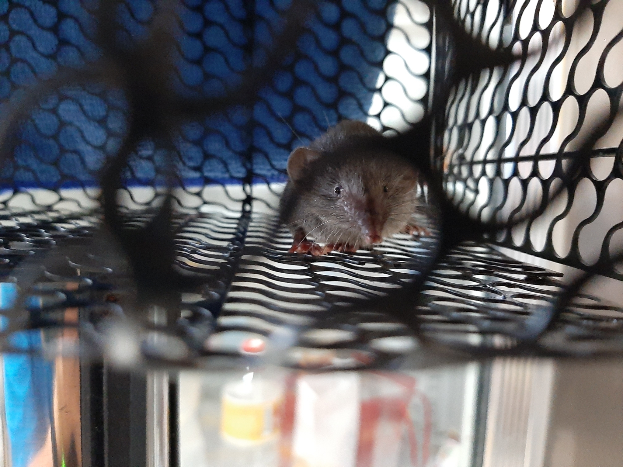 Suncus murinus (Linnaeus, 1766)