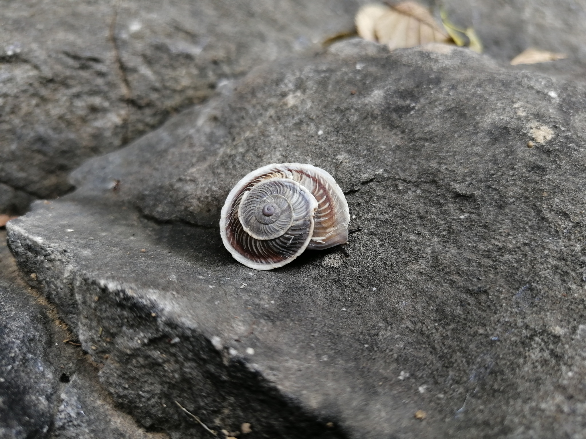 Pseudiberus Ancey, 1887