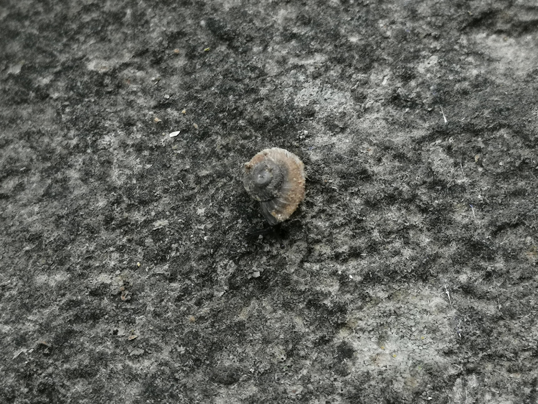 Pseudiberus Ancey, 1887