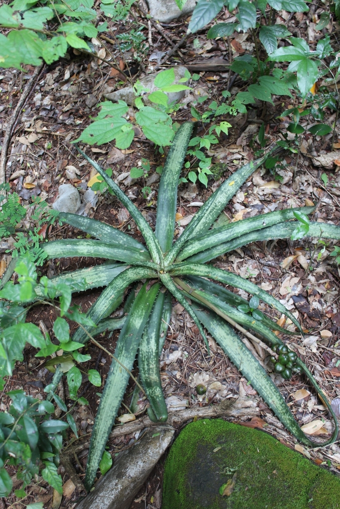 Aloe ankaranensis in April 2022 by Fortune Pierre · iNaturalist