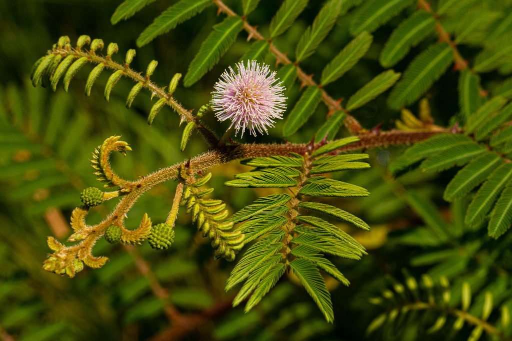 Giant Sensitive Plant from Boat launch, Akagera National Park, Kayonza ...