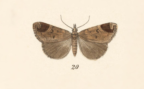 Hypena angitia · iNaturalist