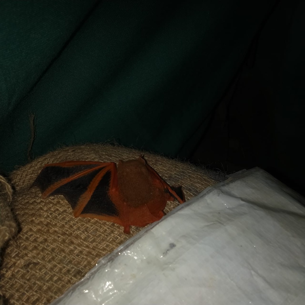 Painted Bat from Kanger Ghati National Park, Bastar, CT, IN on August ...