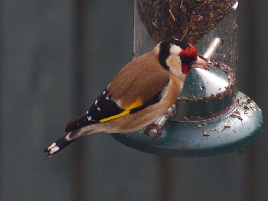European Goldfinch from Hazelbrook Rise, Co. Wicklow, Ireland on April ...