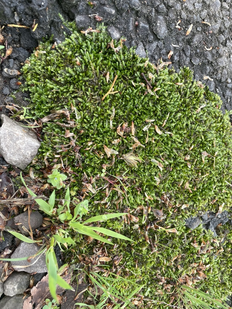 spoon-leaved moss from The Woods, Fort Smith, AR, US on April 16, 2022 ...