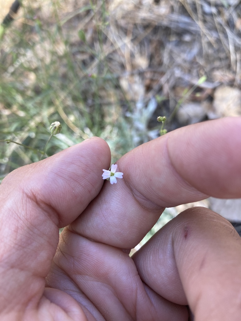 sleepy catchfly from Saguaro National Park, Vail, AZ, US on April 15 ...