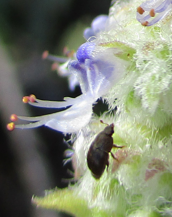 Skin Beetles from mmopi Serowe Botswana on April 18, 2022 by ...