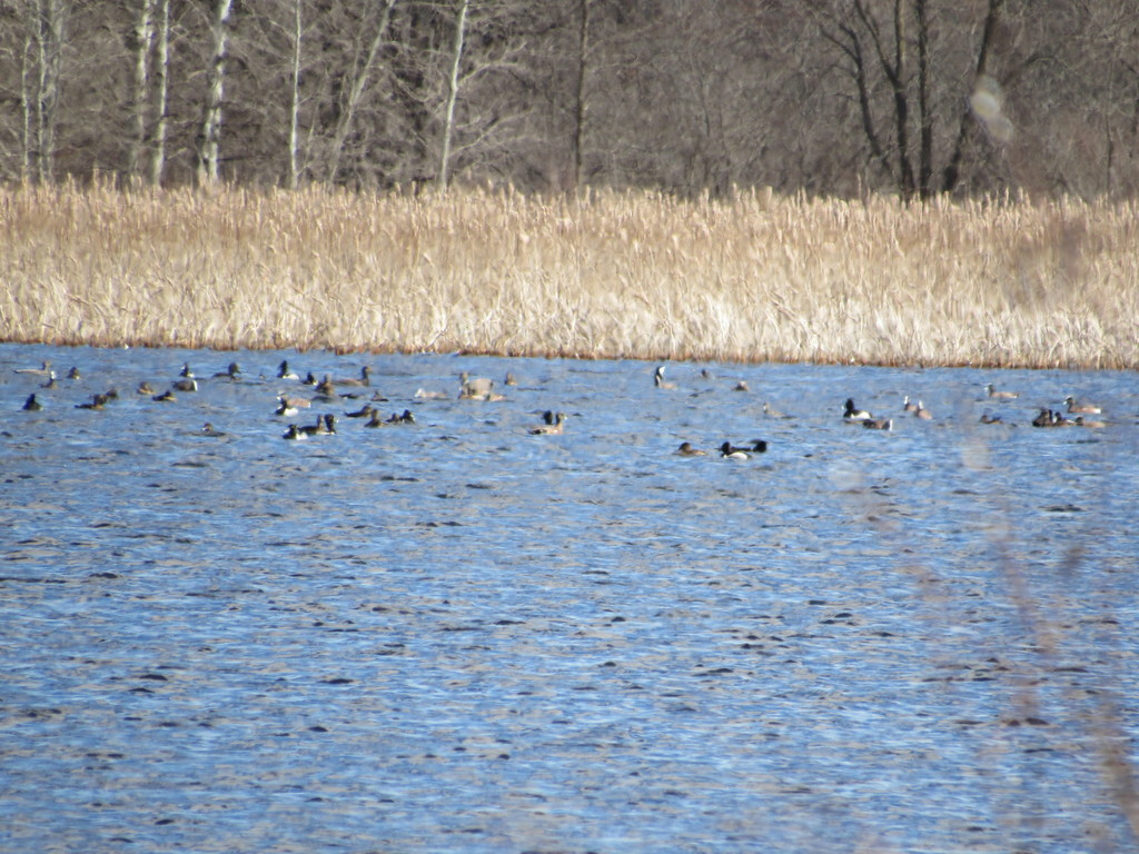 Gadwall from 201517 County Rd S, Milladore, WI 54454, USA on April 15 ...