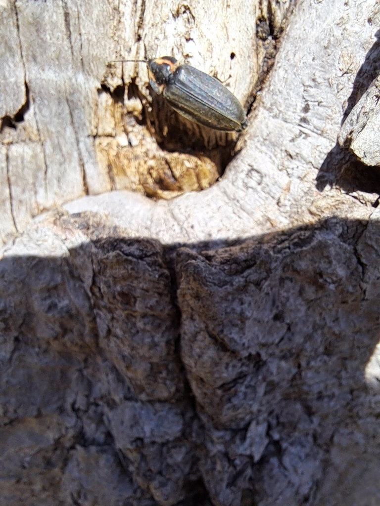 Winter Firefly from Plymouth, CT 06786, USA on April 18, 2022 at 01:22 ...