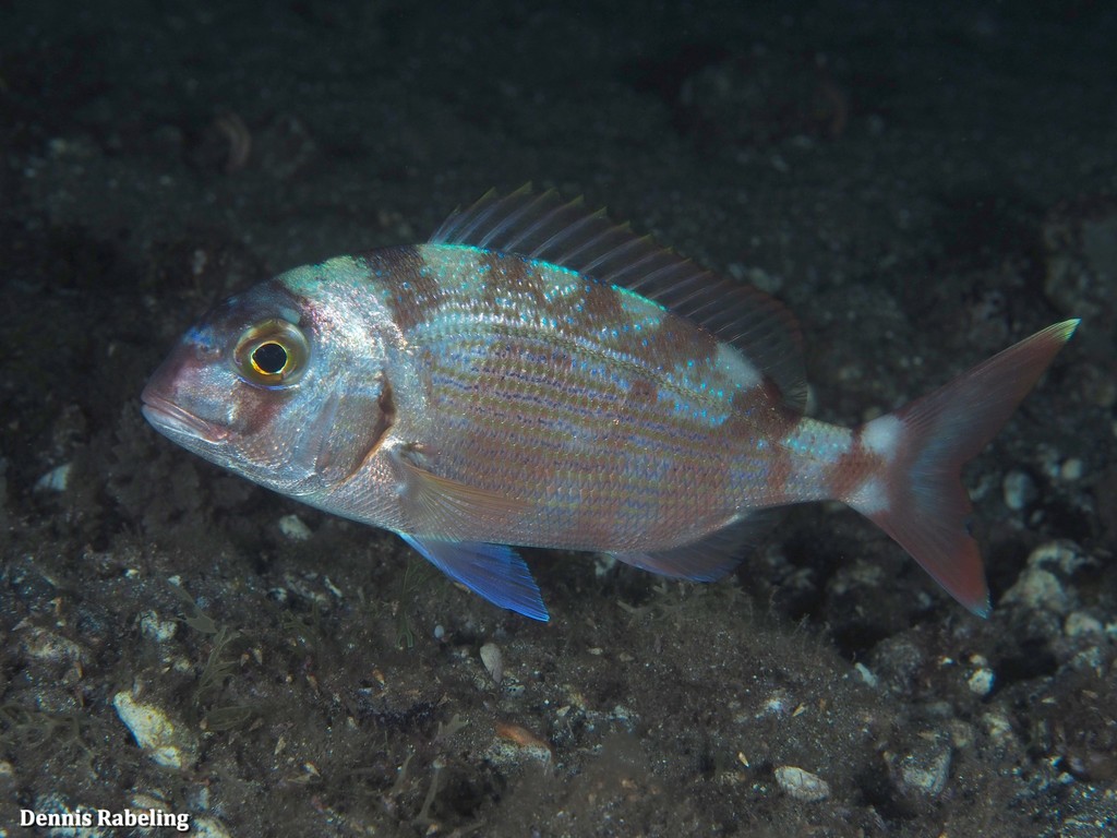 Red Porgy (Pagrus pagrus) - Marine Life Identification