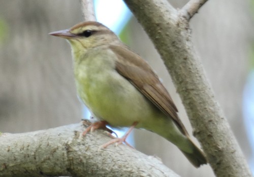 Chipe corona café (Chipes de México) · iNaturalist