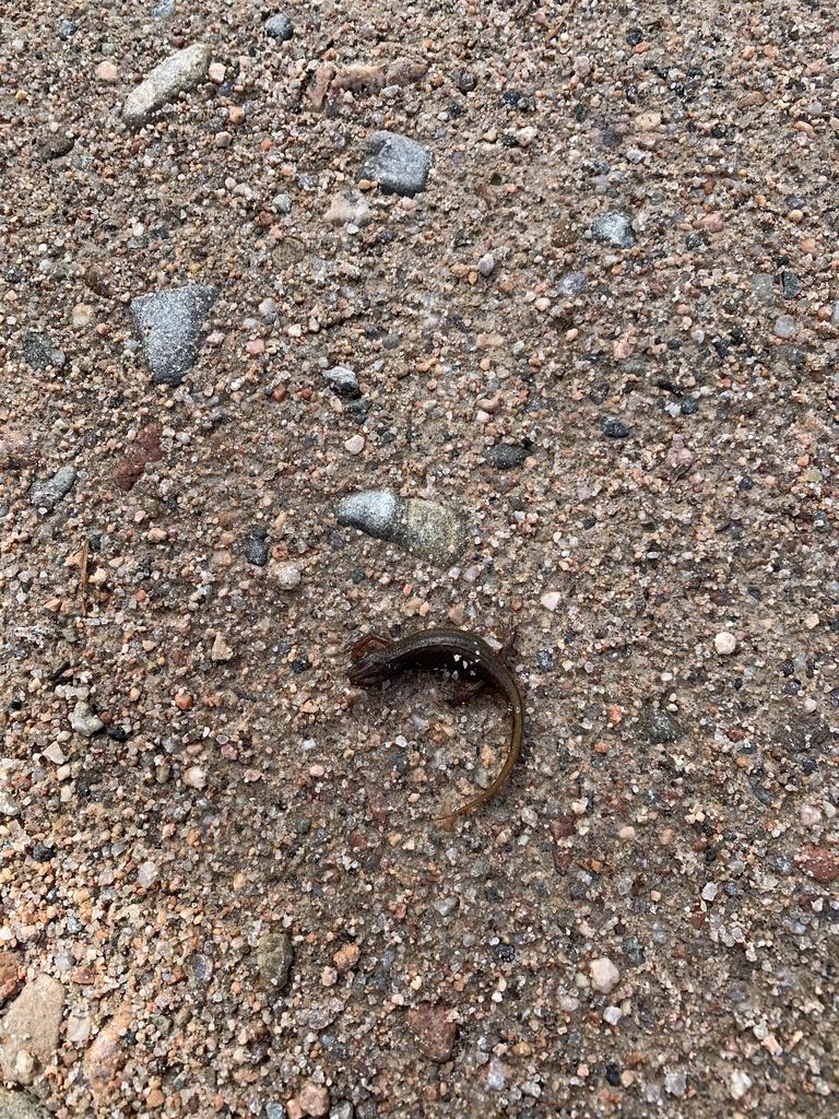 Smooth Newt from Cairngorms National Park, Ballater, Scotland, GB on ...