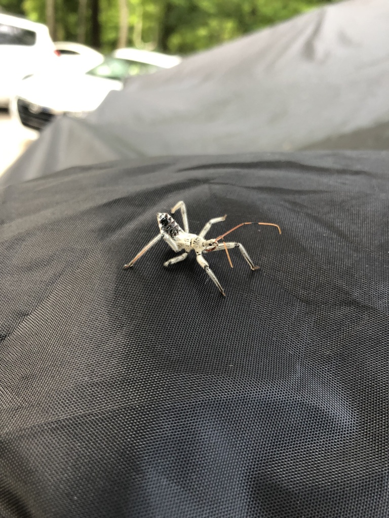North American Wheel Bug from High Springs, FL, US on April 17, 2022 at ...