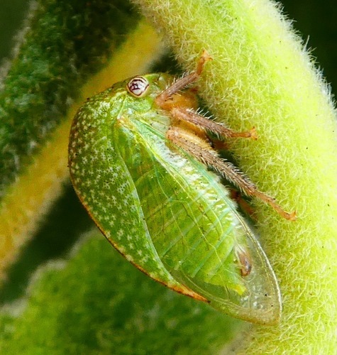 Tortistilus minutus · iNaturalist United Kingdom