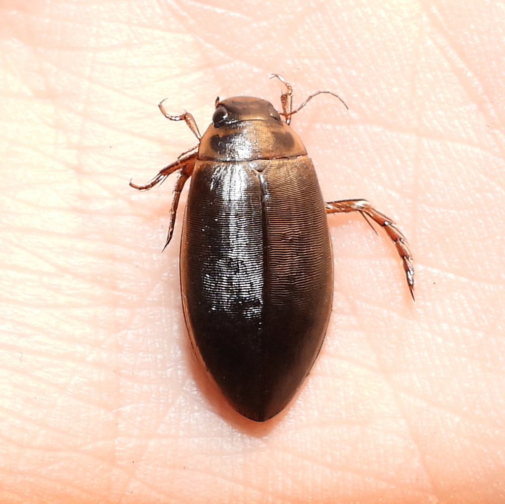 large-grooved diving beetle from Заповедный, Курская обл., Россия ...