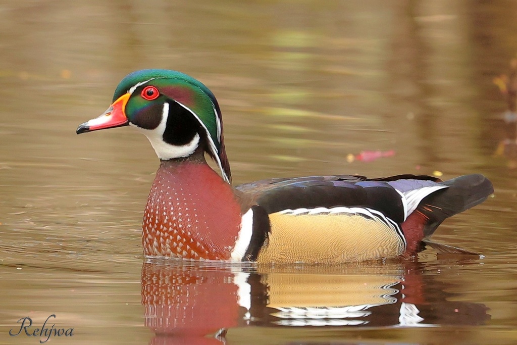 Wood Duck (Flora & Fauna of Belle Island) · iNaturalist