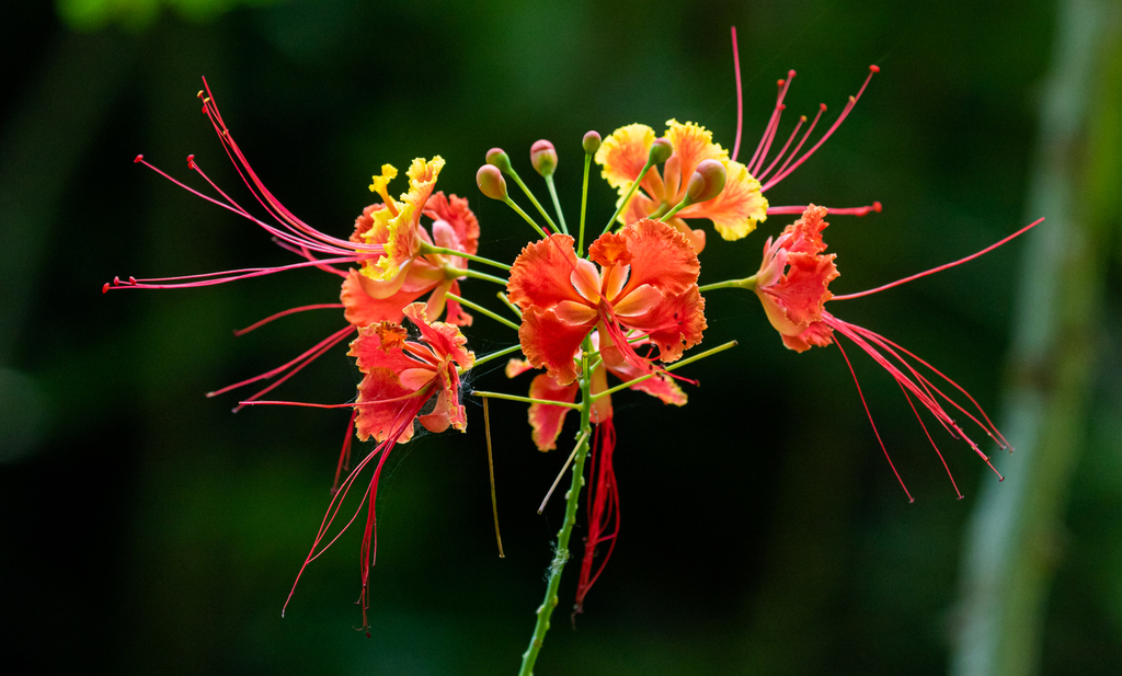 peacock flower from Jardín Botánico de Cartagena "Guillermo Piñeres ...