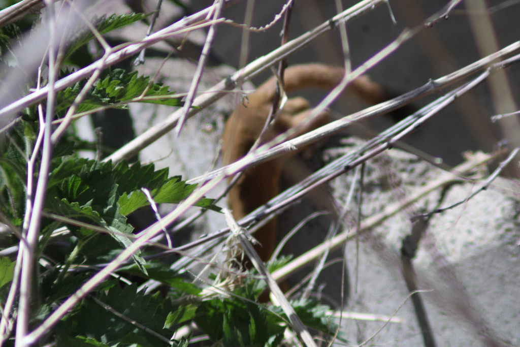 Long-tailed Weasel from Golden Hills, CA 93561, USA on April 17, 2022 ...