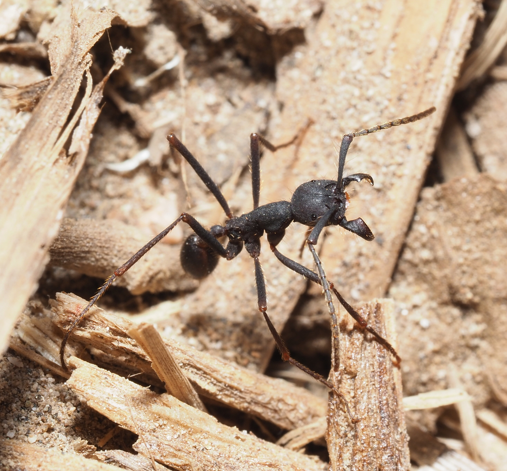 Eciton burchellii parvispinum from La Huerta, Jal., Mexico on April 17 ...