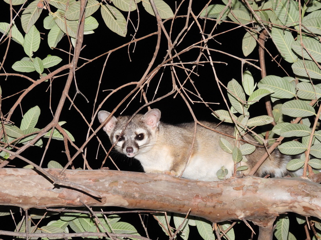 Ringtail from San Dionisio, B.C.S., México on April 10, 2022 by Osiel ...