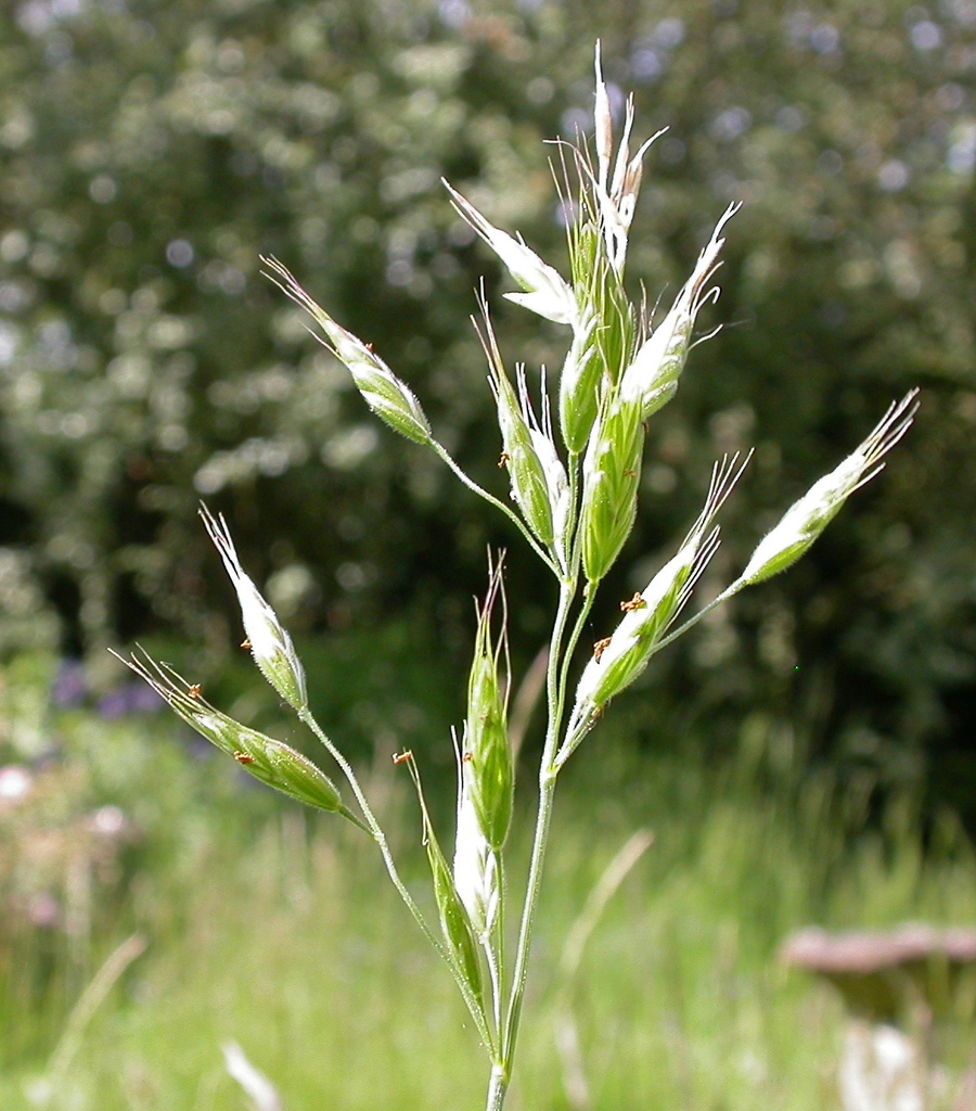 Common Soft-brome (Camano Island St Pk-All Species) · iNaturalist