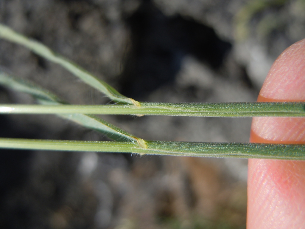 Common Soft-brome (Camano Island St Pk-All Species) · iNaturalist