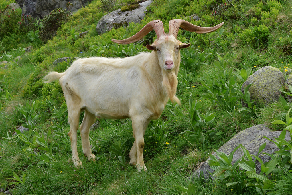 Domestic Goat (Capra hircus hircus) - Know Your Mammals