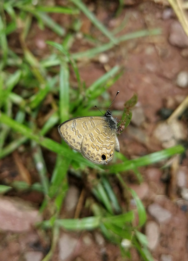 Common Line Blue from 中国云南省西双版纳傣族自治州勐腊县 on August 6, 2018 at 02:39 PM ...