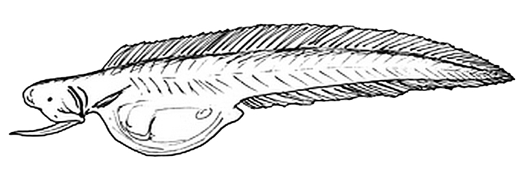 (Monognathus) - Marine Life Identification