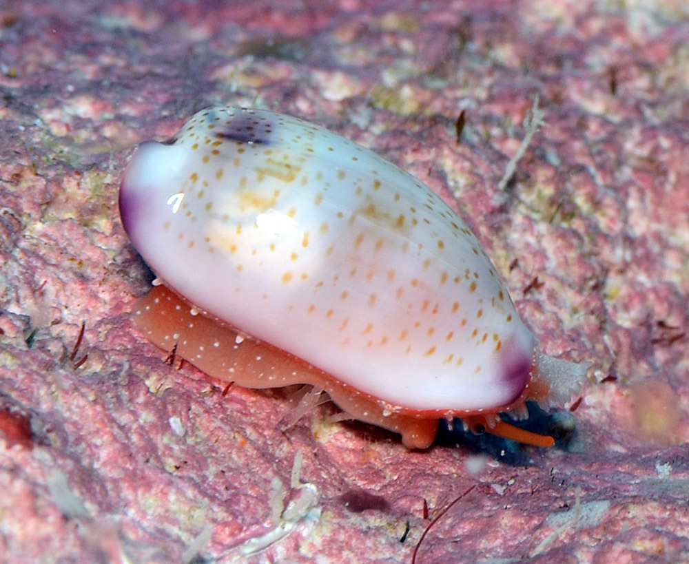 small-toothed cowrie from Kwajalein Atoll, RMI on January 26, 2015 by ...