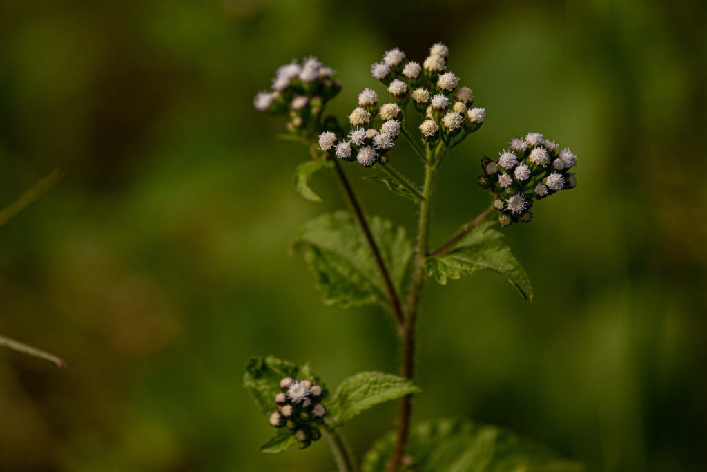 billygoat weed from Boat launch, Akagera National Park, Kayonza, Rwanda ...