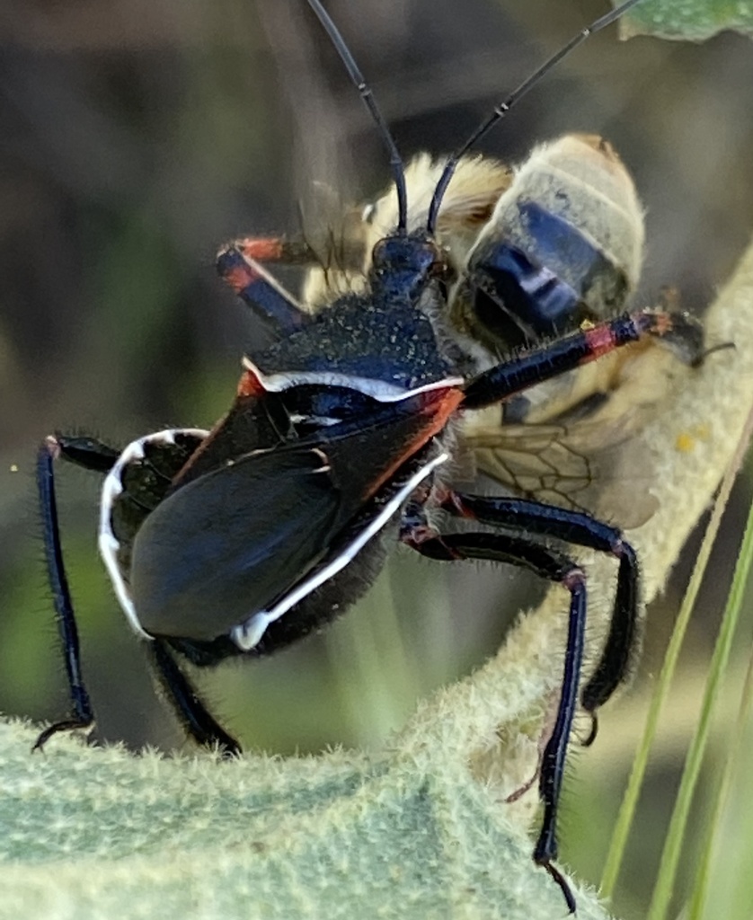 California Bee Assassin from Mission Trails Regional Park, San Diego ...