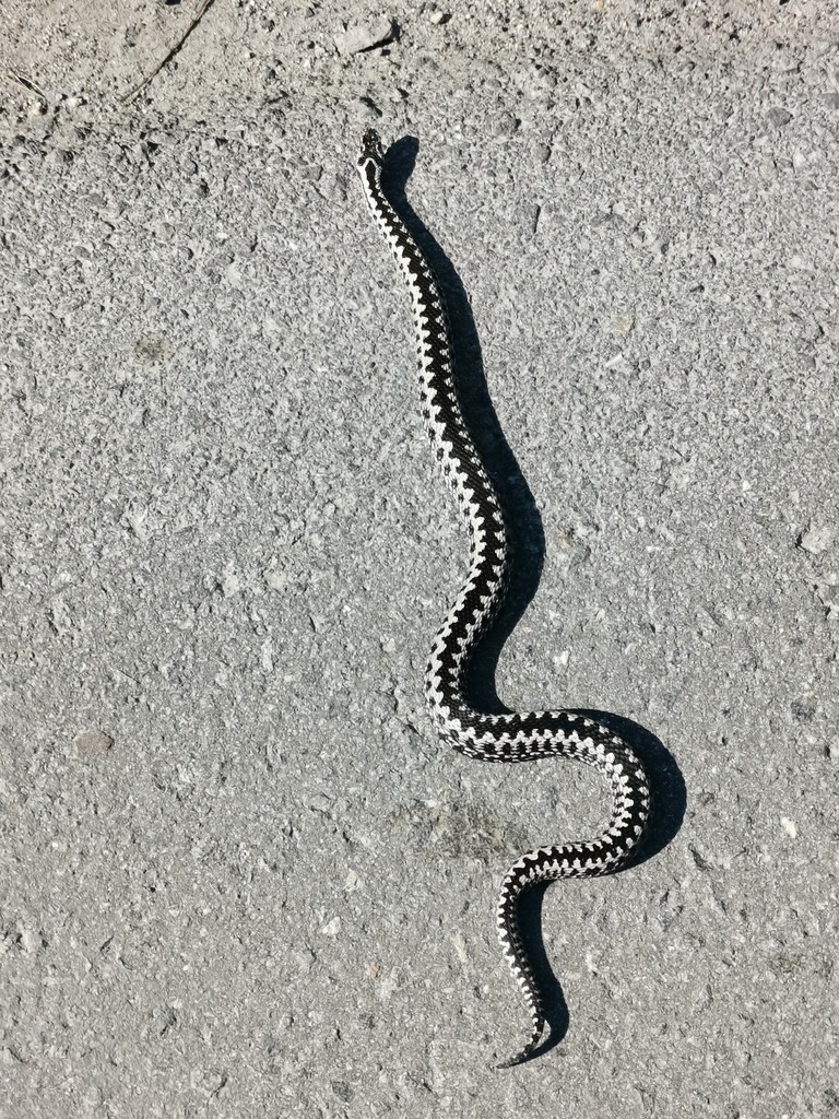 Adder from Hvaler Municipality, Norway on April 18, 2022 at 03:31 PM by ...