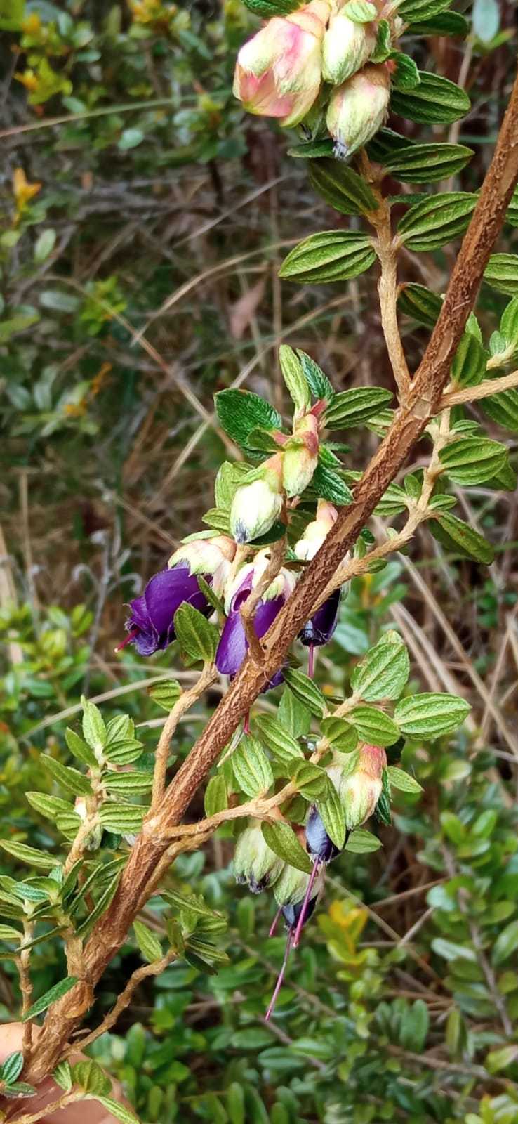 Brachyotum strigosum (L.fil.) Triana