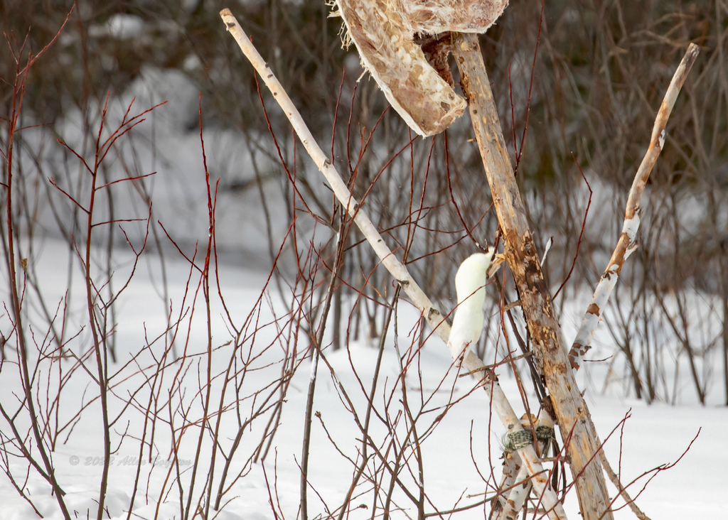 American Stoat from St Louis County, MN, USA on February 11, 2022 at 12 ...