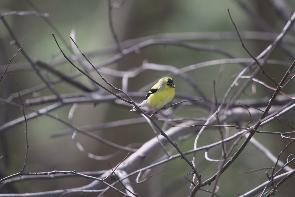 American Goldfinch from Washington County, MD, USA on April 17, 2022 at ...