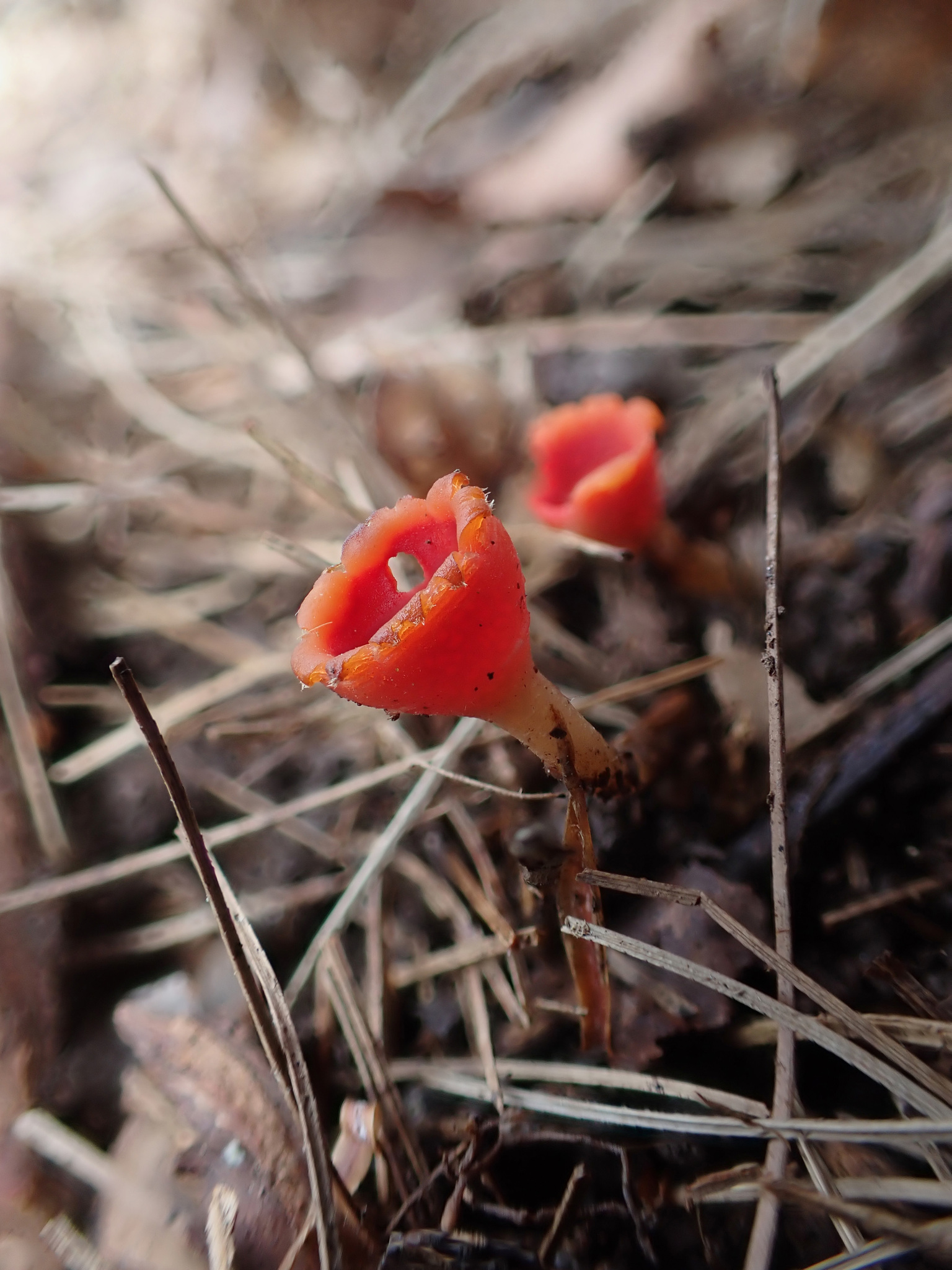Microstoma protractum (Fr.) Kanouse