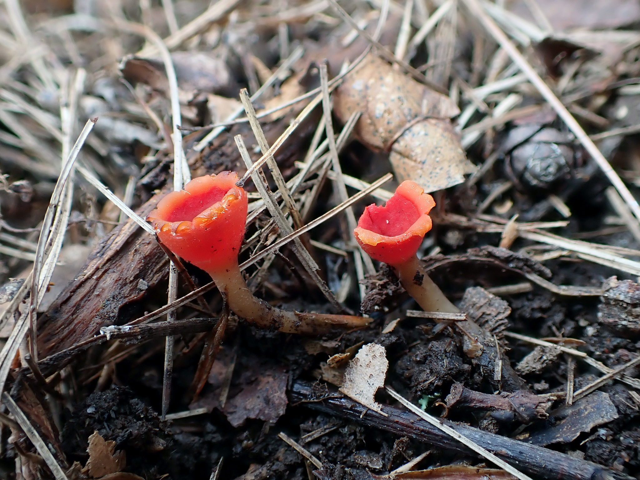 Microstoma protractum (Fr.) Kanouse