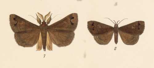 Strathocles ribbei · iNaturalist