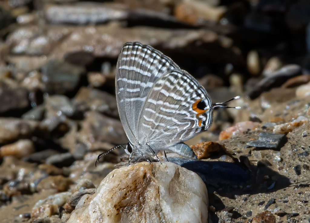 Common Cerulean from Aileu, Timor-Leste on April 18, 2022 at 10:39 AM ...