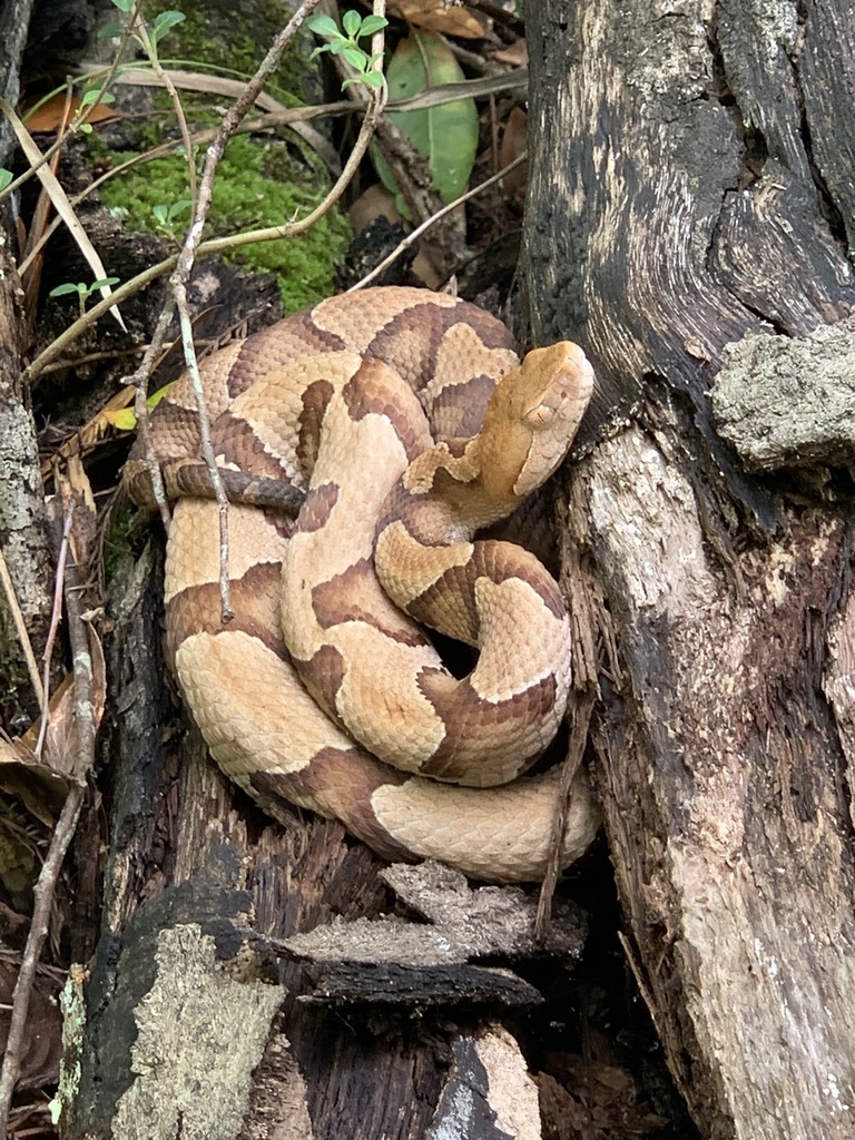 Eastern Copperhead in April 2022 by muckama · iNaturalist