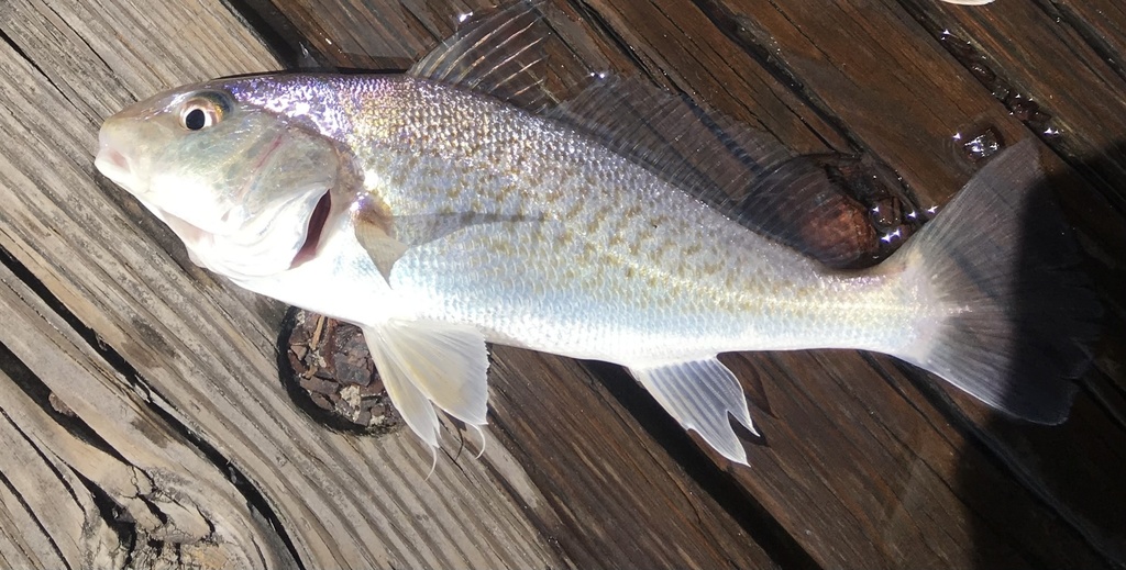 Atlantic Croaker from North Atlantic Ocean, Jacksonville Beach, FL, US ...