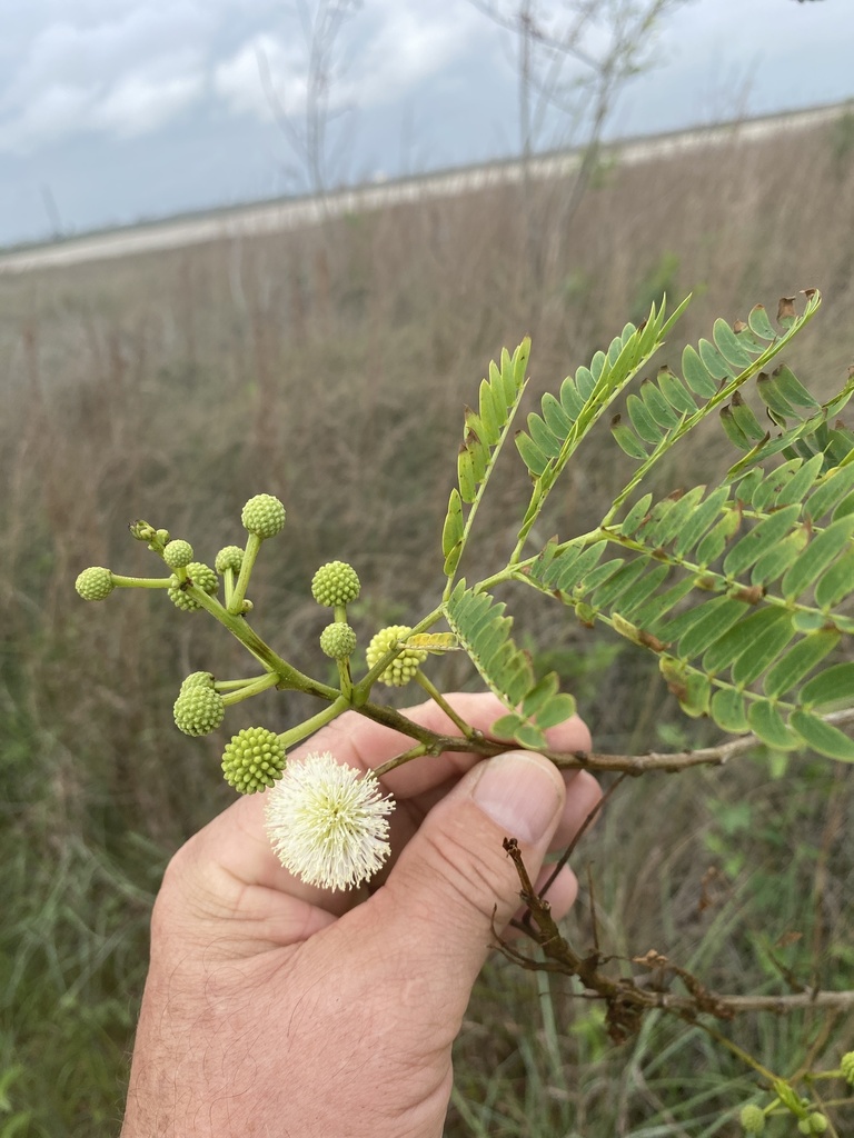 White leadtree from Mustang Island, Port Aransas, TX, US on April 18 ...