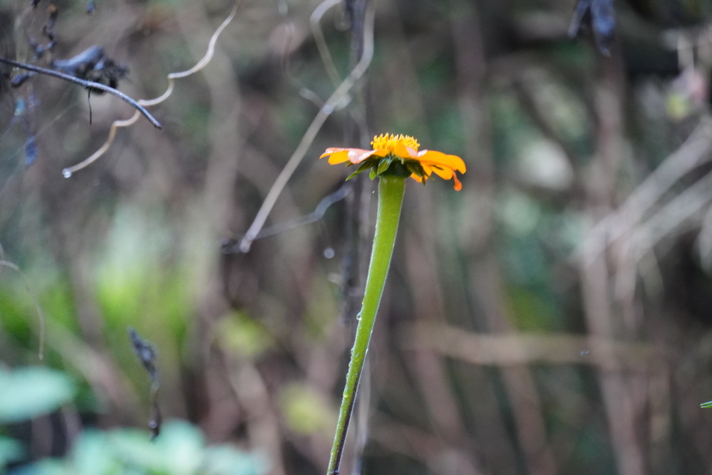 Mexican Sunflower from Made On Earth, Vlakplaats 354-Jr, Centurion ...