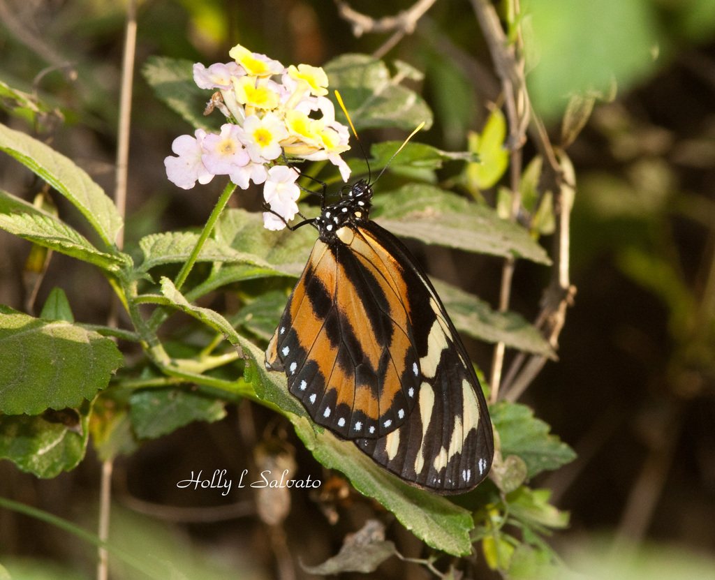 Tiger Mimic-Queen from Mission, TX, USA on December 21, 2013 at 04:16 ...