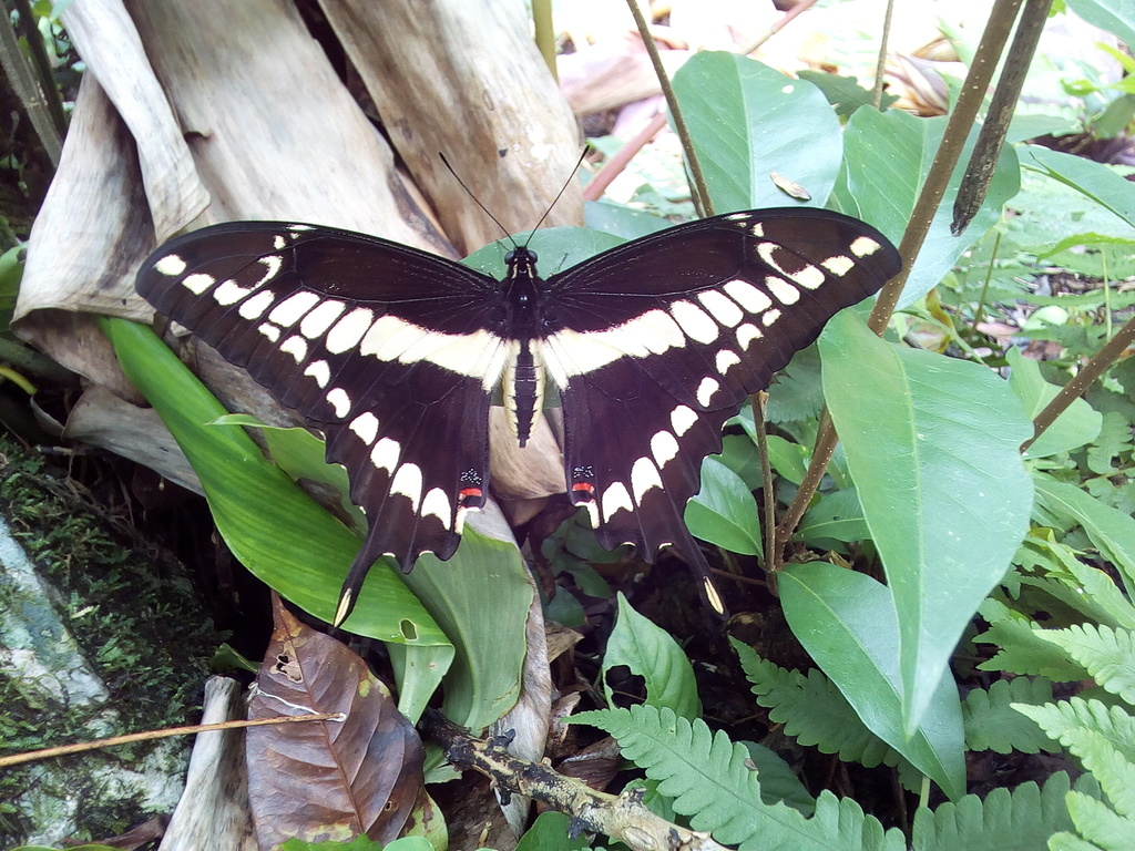 Thoas Swallowtail from Puebla, México on November 20, 2017 at 12:26 PM ...