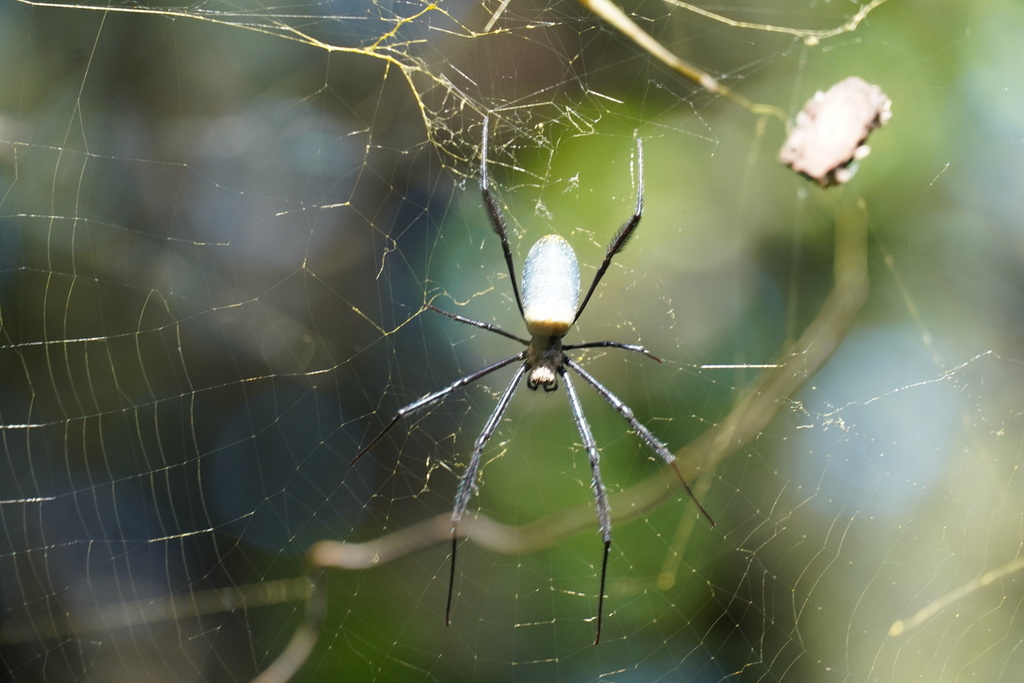 Southern Blackleg Orbweaver from Made On Earth, Vlakplaats 354-Jr ...