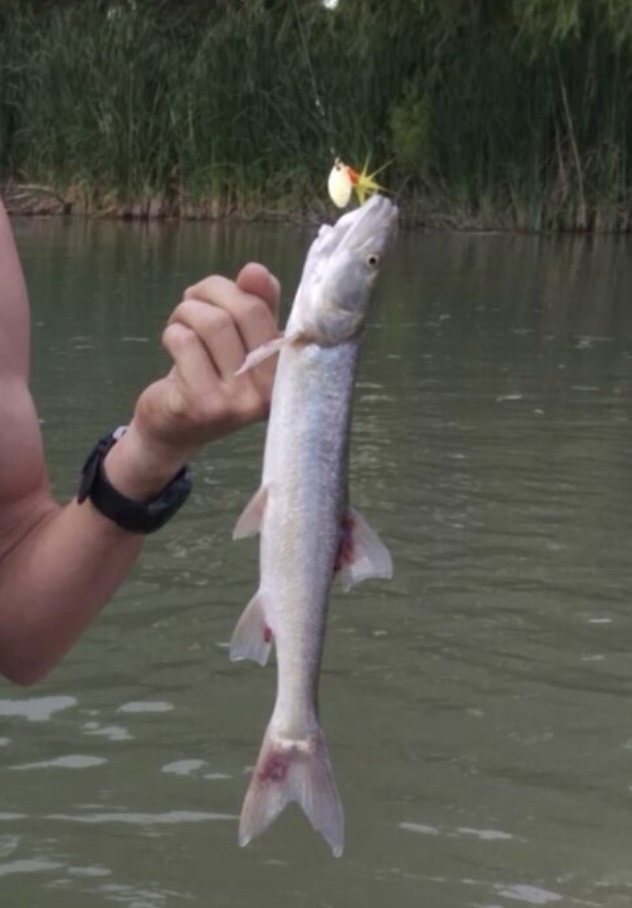 Colorado pikeminnow in June 2015 by saponcho · iNaturalist