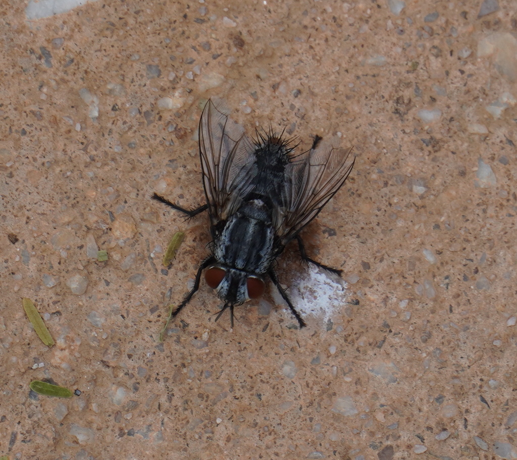 Paramacronychiinae from Ivory Tree Lodge, Pilanesberg National Park ...